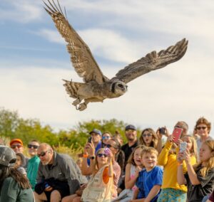 Fall Flights at the World Center for Birds of Prey | Visit Boise