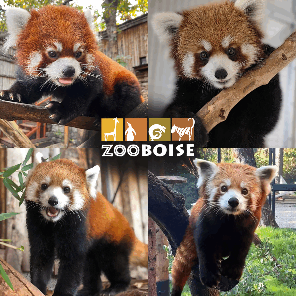 International Red Panda Day at Zoo Boise | Visit Boise